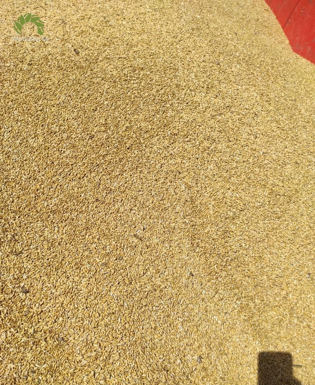 BARELY GRAIN - D&A HOLDING AB